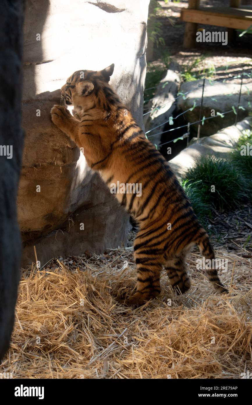 Tiger cubs are born small, blind, and weak. They're born with all their ...
