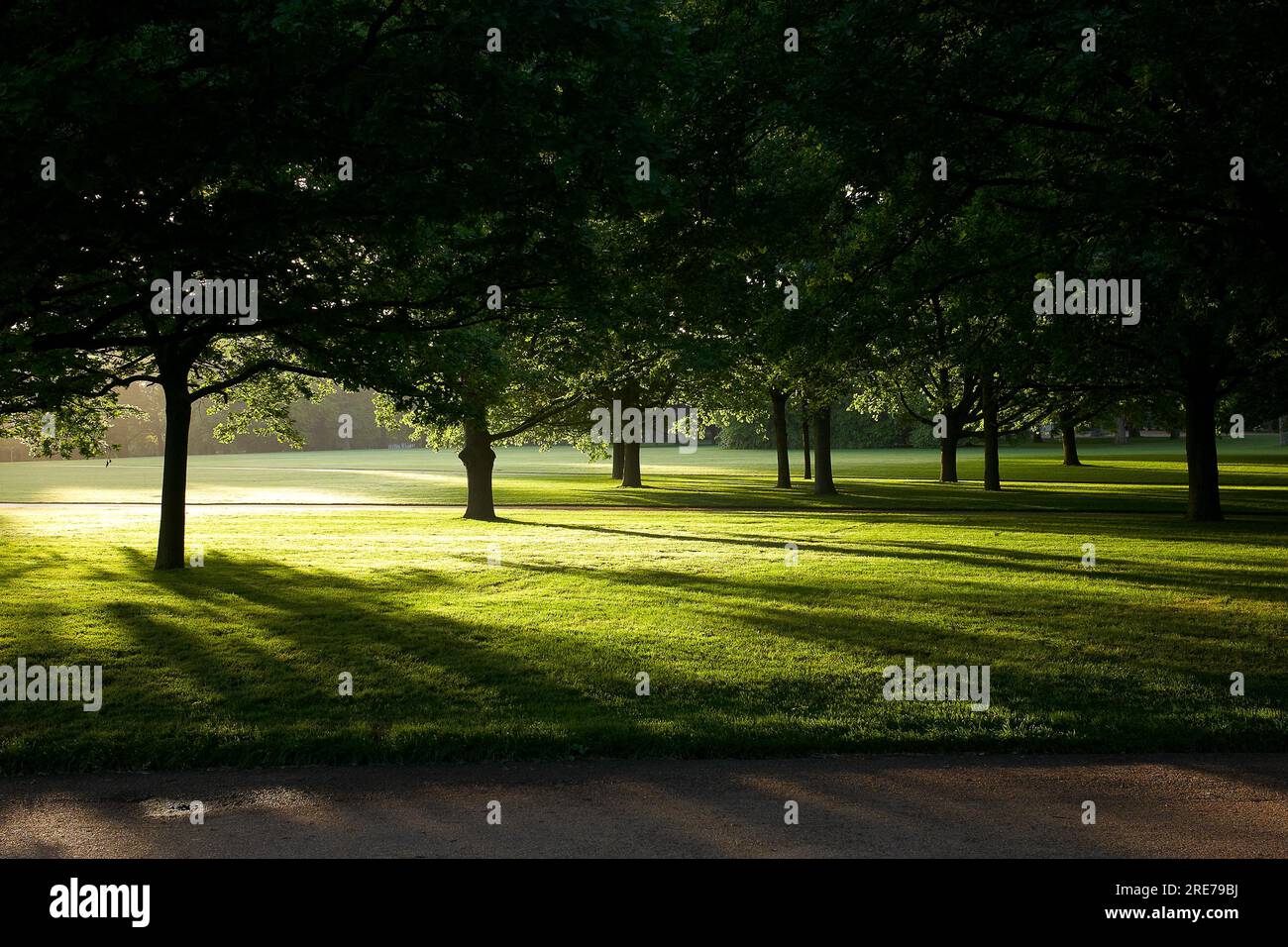 Colour photograph of plane trees in a park at sunrise, Hyde Park ...