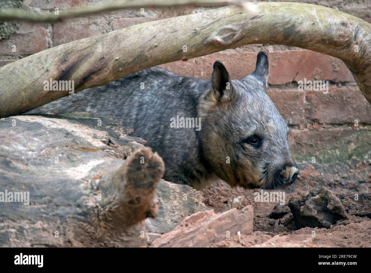 the hairy nosed wombat has sharp claws for digging is brown in color ...