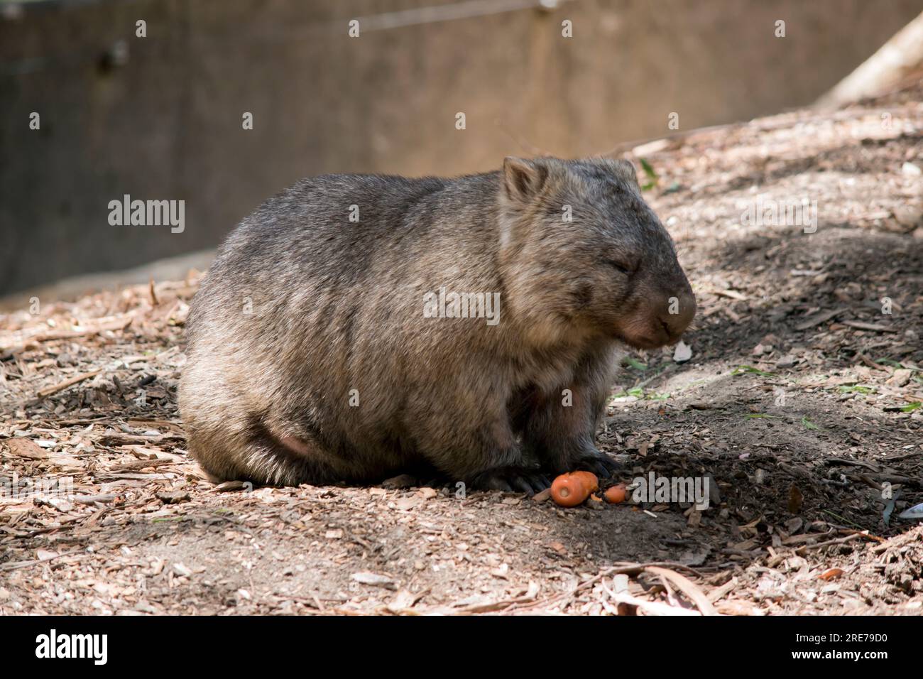 the wombat is a brown marsupial which burrows underground Stock Photo ...