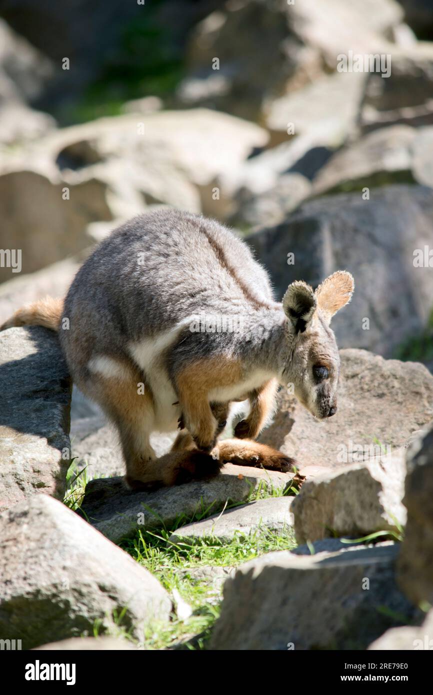 The yellow-footed rock-wallaby is grey to fawn-grey above and light ...