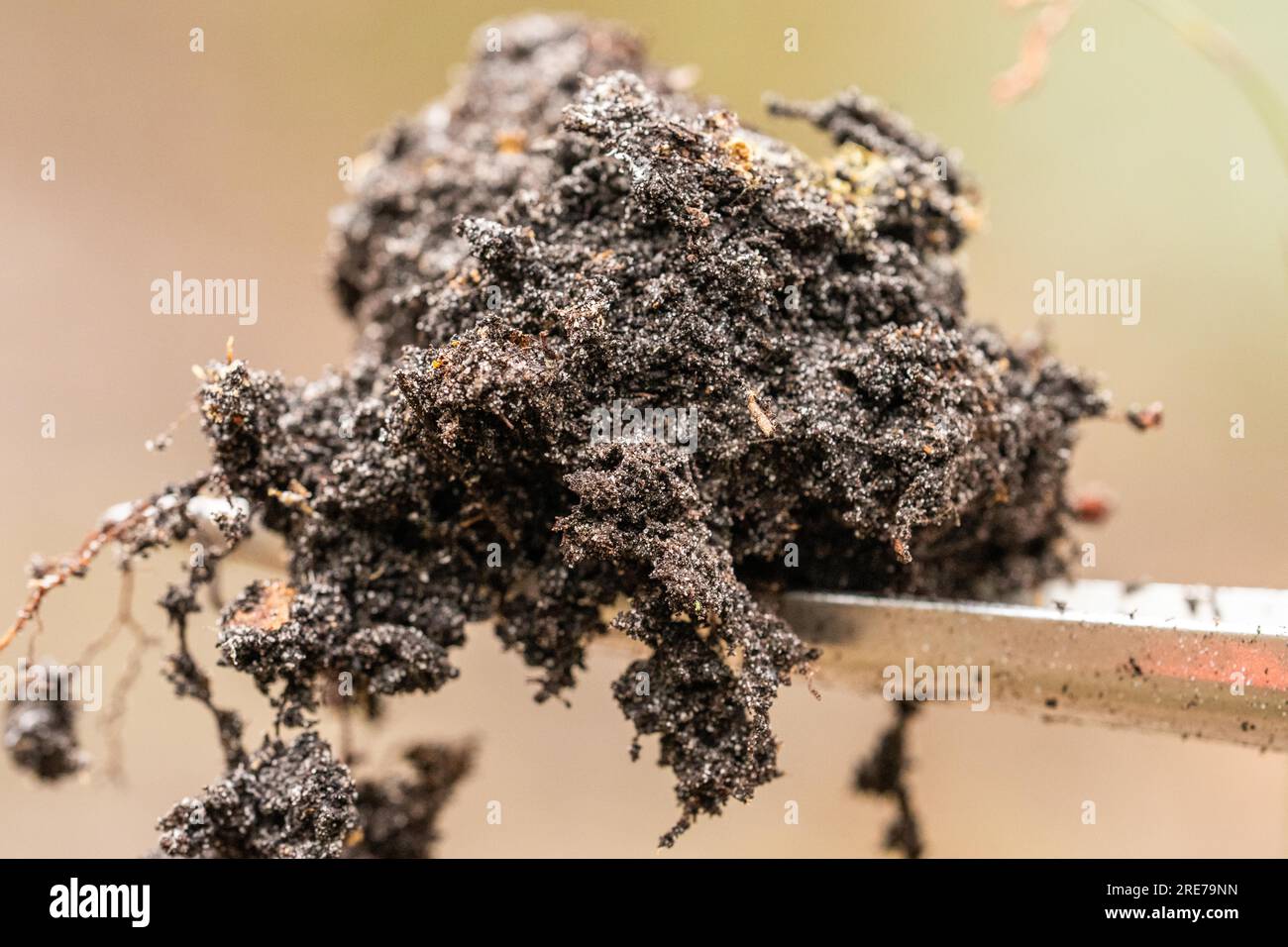 regenerative organic farmer, taking soil samples and looking at plant ...