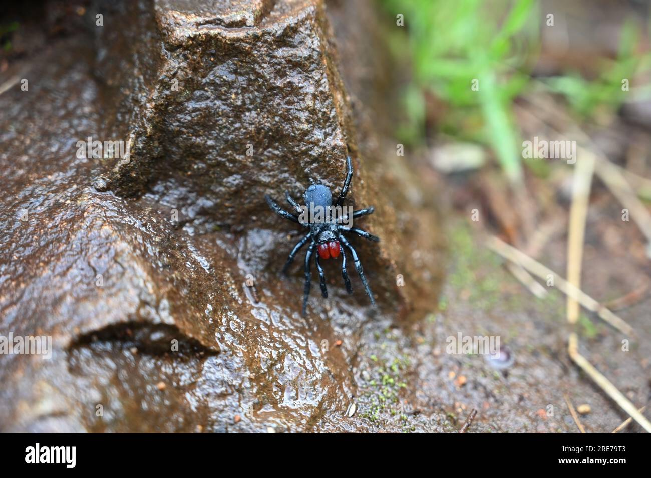Missulena Spider in Rain Stock Photo - Alamy