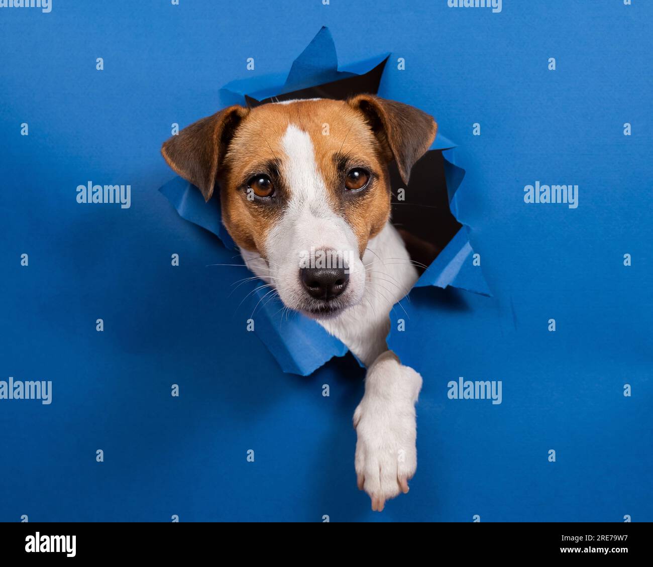 Funny dog jack russell terrier climbs out of a paper blue background ...
