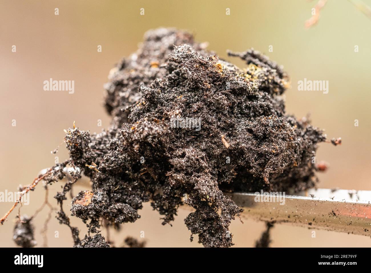 regenerative organic farmer, taking soil samples and looking at plant ...