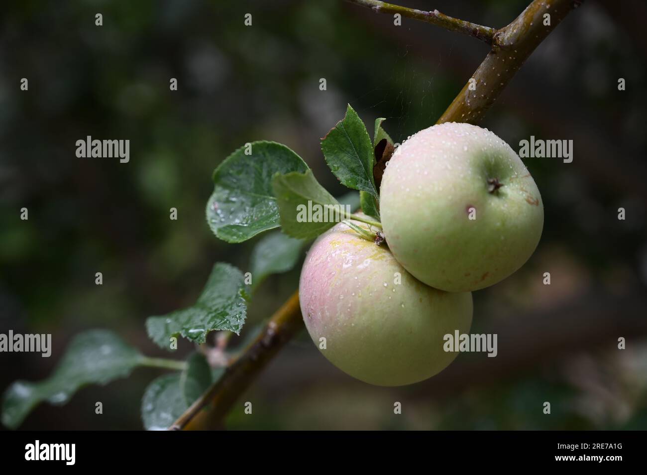 West australian apples hi-res stock photography and images - Alamy