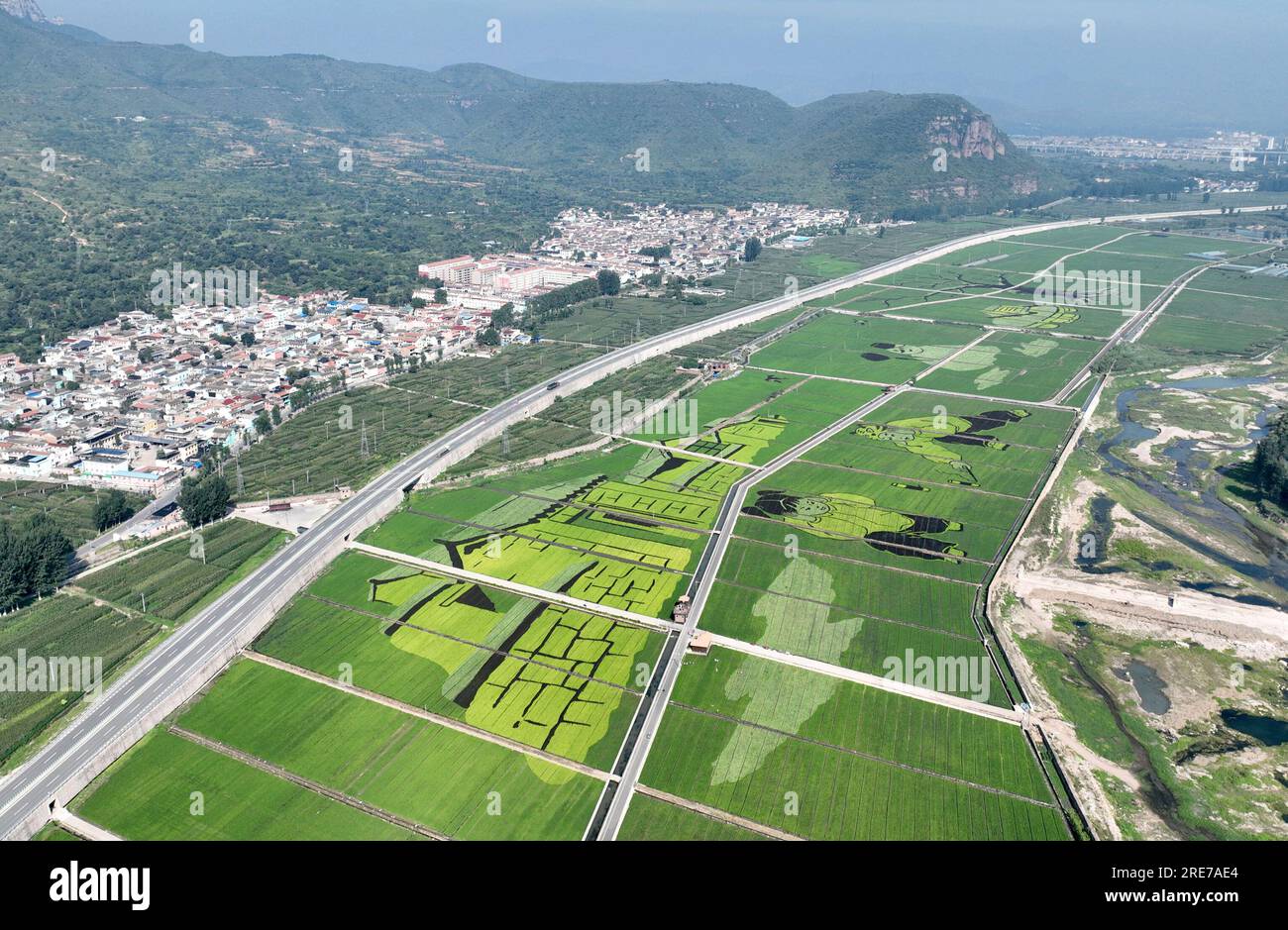 HANDAN, CHINA - JULY 26, 2023 - Aerial photo shows a rice field ...