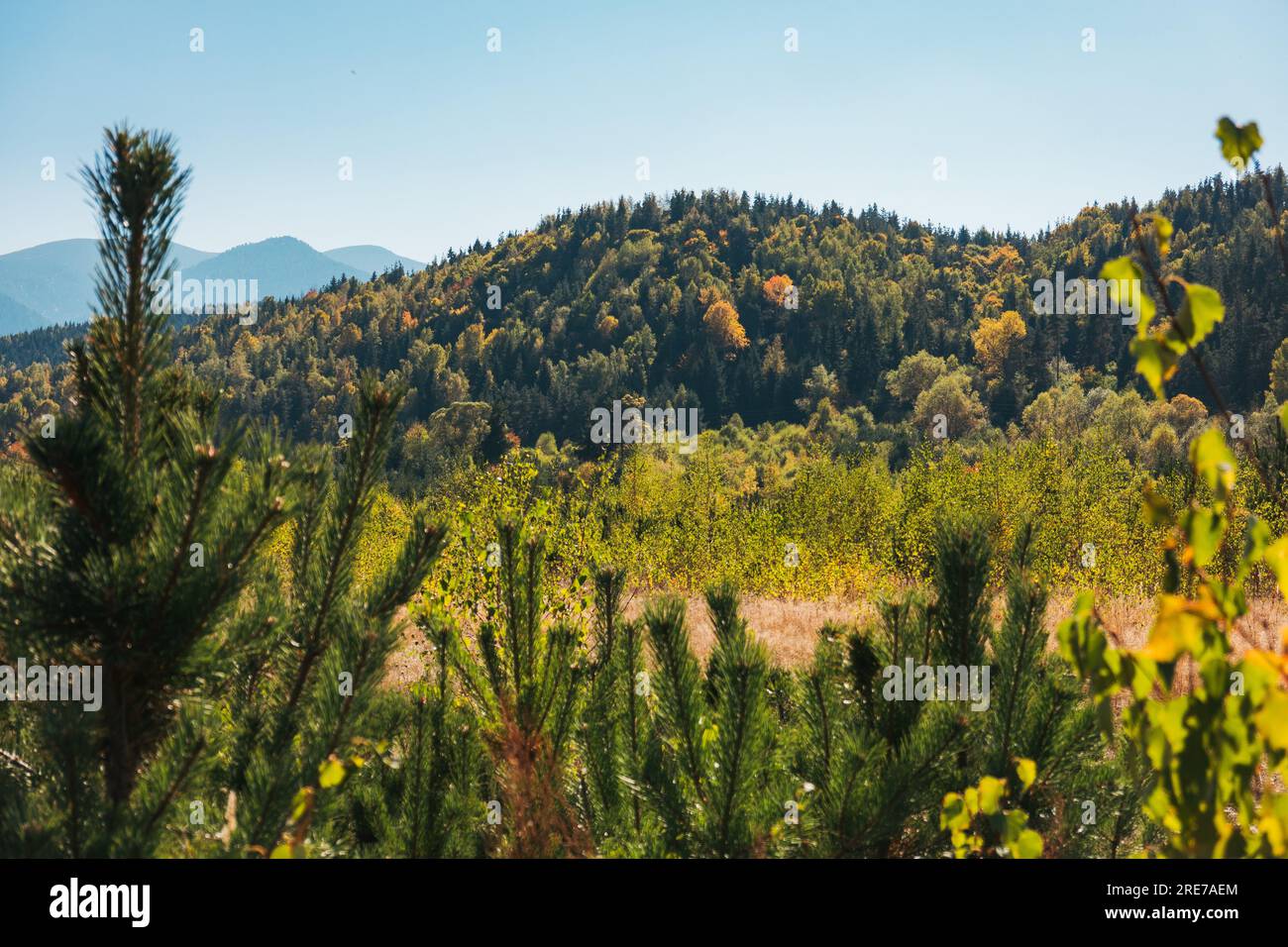 lush green forests of Bulgaria's Rila Mountains starting to turn amber ...
