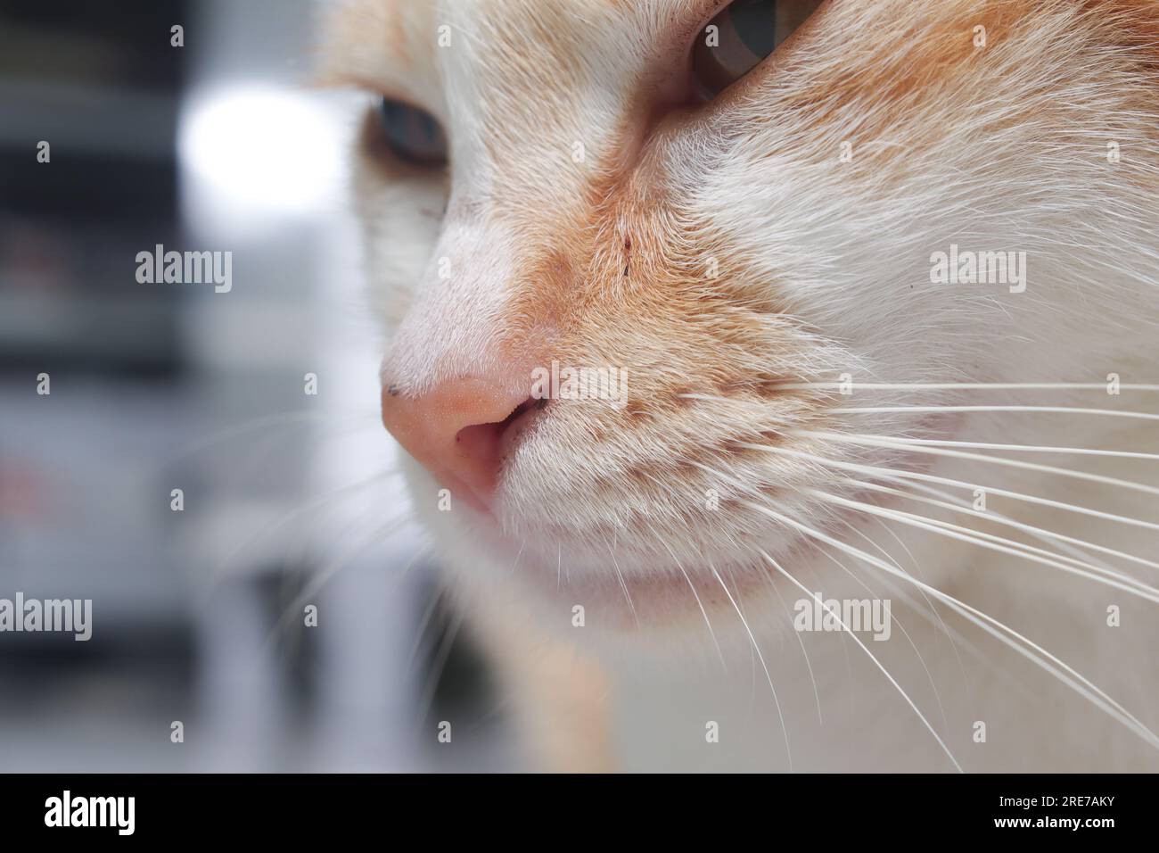 Nose scratch hi-res stock photography and images - Alamy