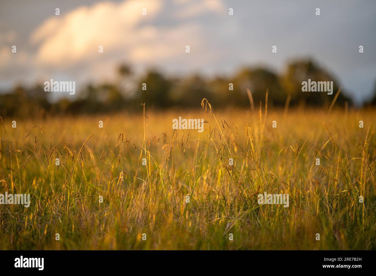 Native plants grazing australia hi-res stock photography and images - Alamy