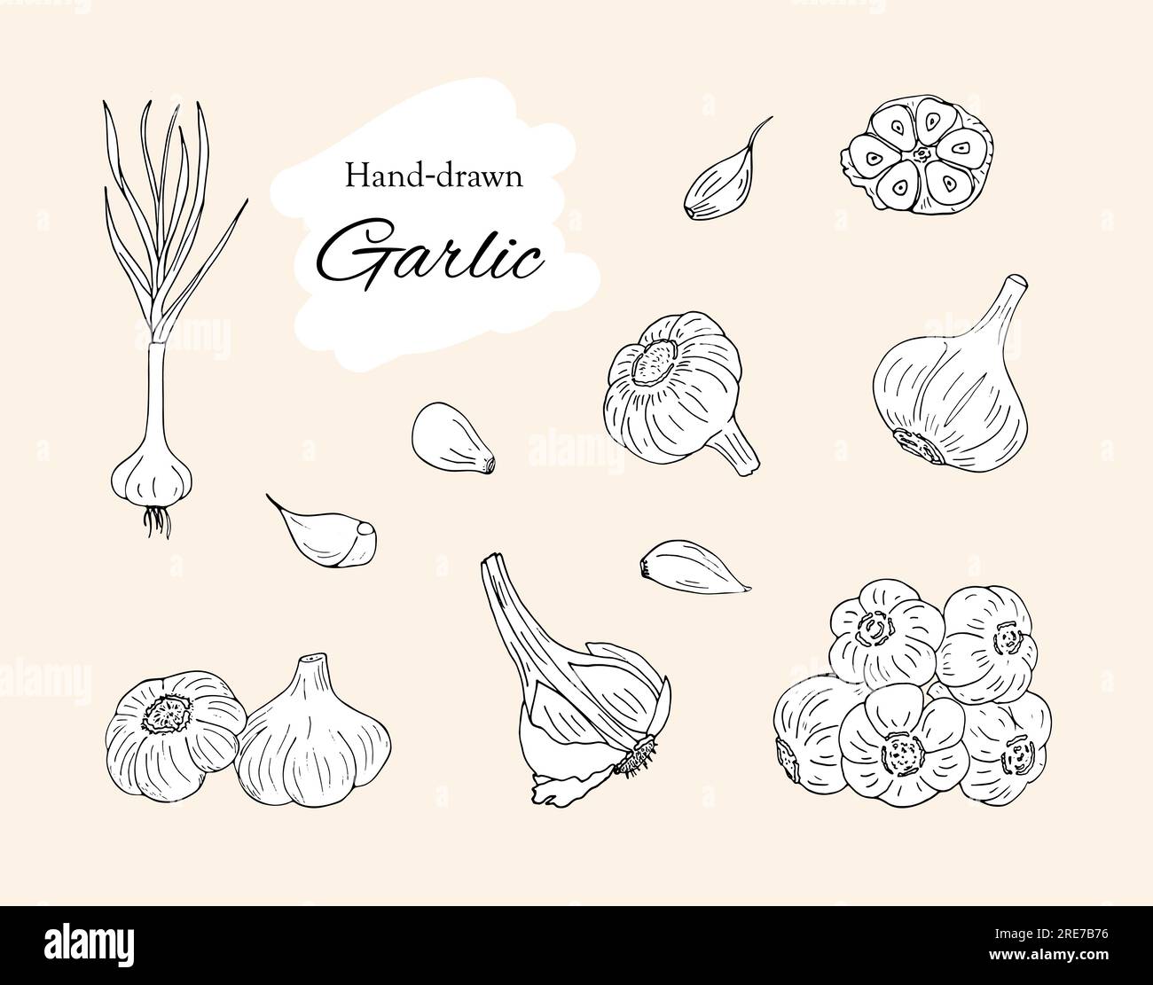 Garlic hand-drawn vector illustration set. Isolated Vegetable ...