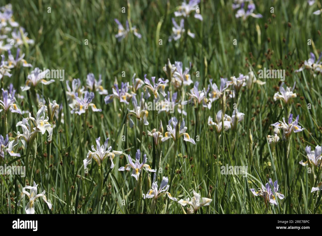 A meadow overflows with native Iris Missouriensis wildflowers ...