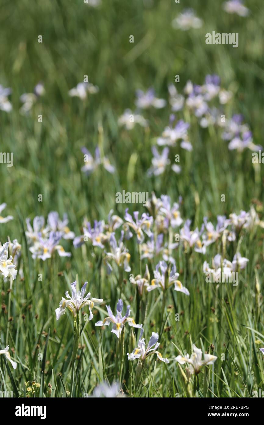 A meadow overflows with native Iris Missouriensis wildflowers ...