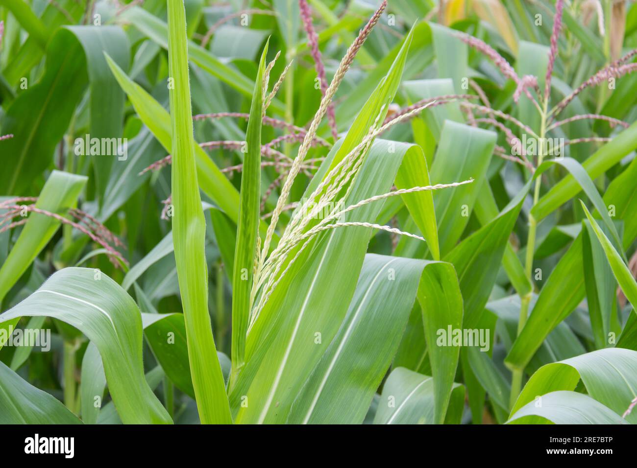 Produce cornflower hi-res stock photography and images - Alamy