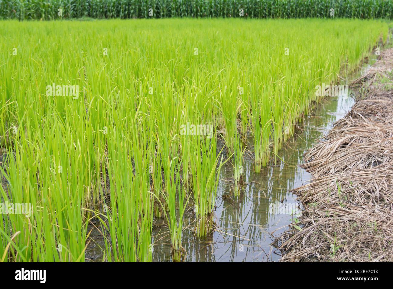 rice field in early stage Stock Photo - Alamy