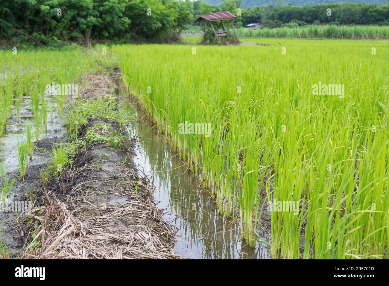 rice field in early stage Stock Photo - Alamy