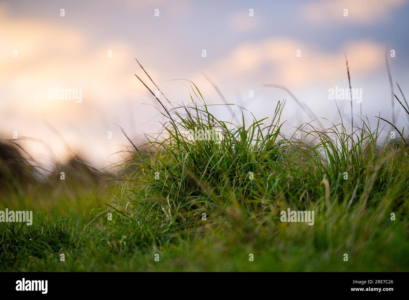 Native plants grazing australia hi-res stock photography and images - Alamy