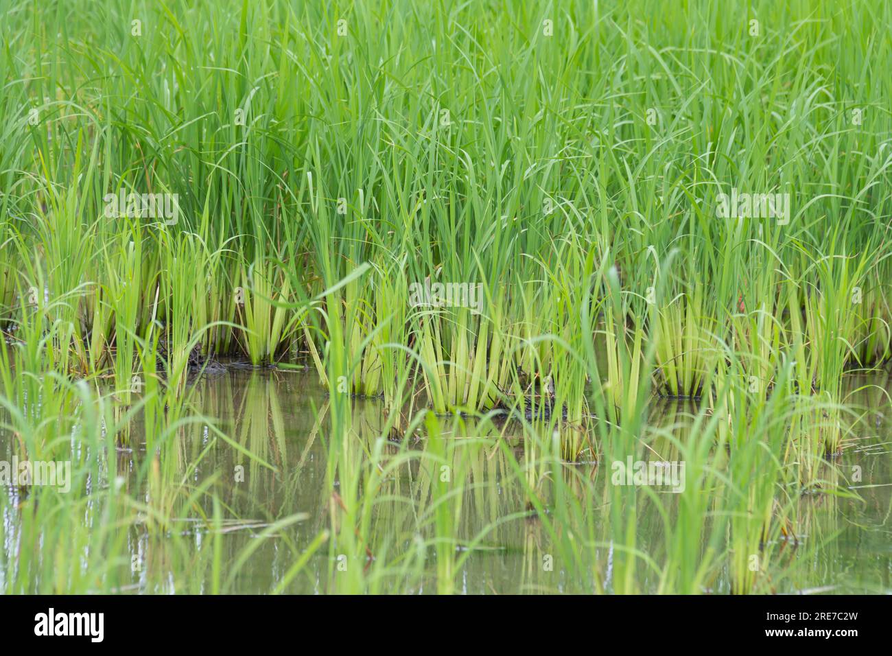 rice field in early stage Stock Photo - Alamy