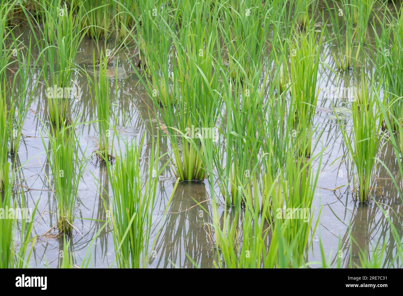 Early rice plantation hi-res stock photography and images - Alamy