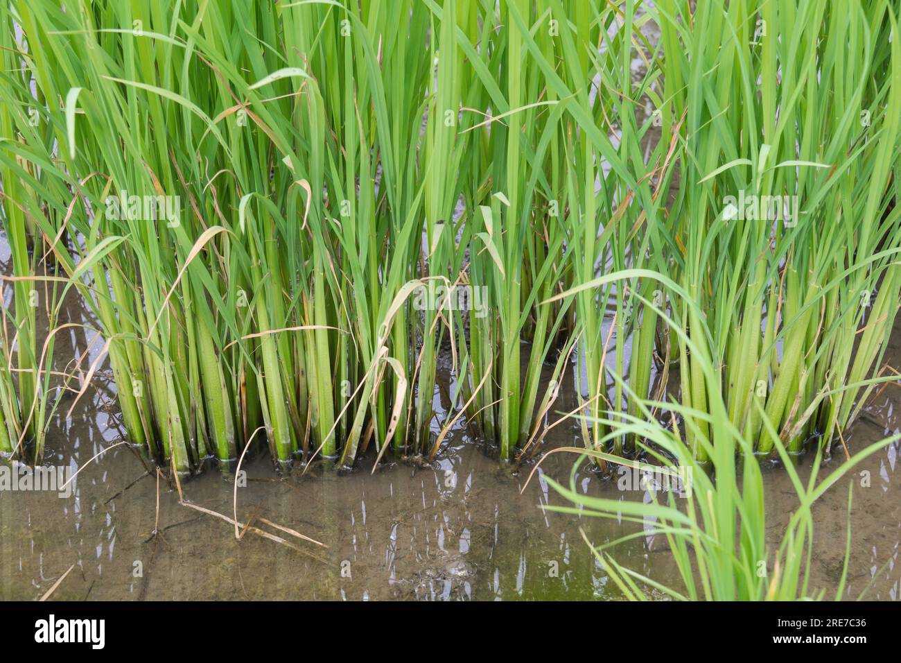 rice field in early stage Stock Photo - Alamy