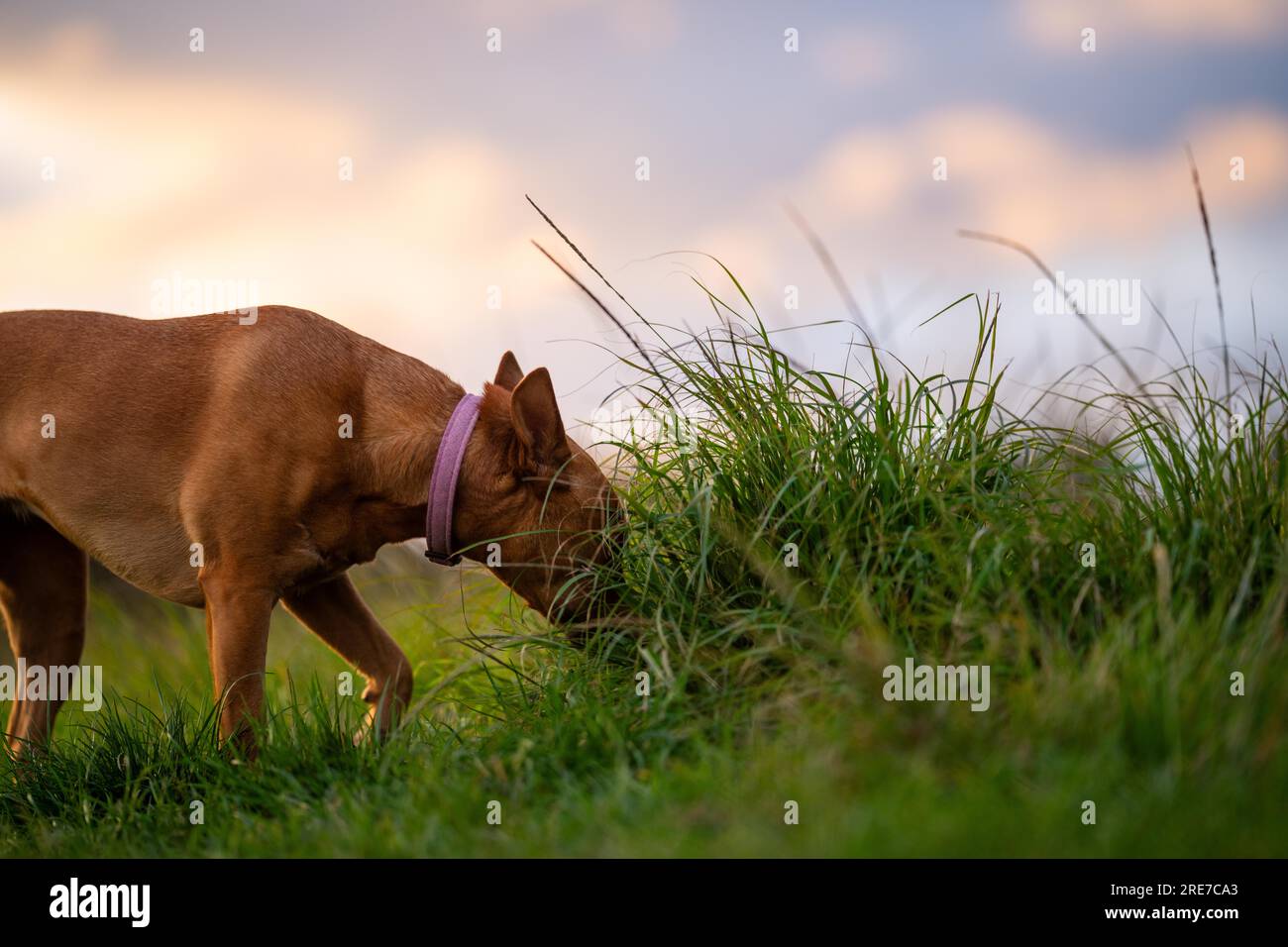 Native plants grazing australia hi-res stock photography and images - Alamy