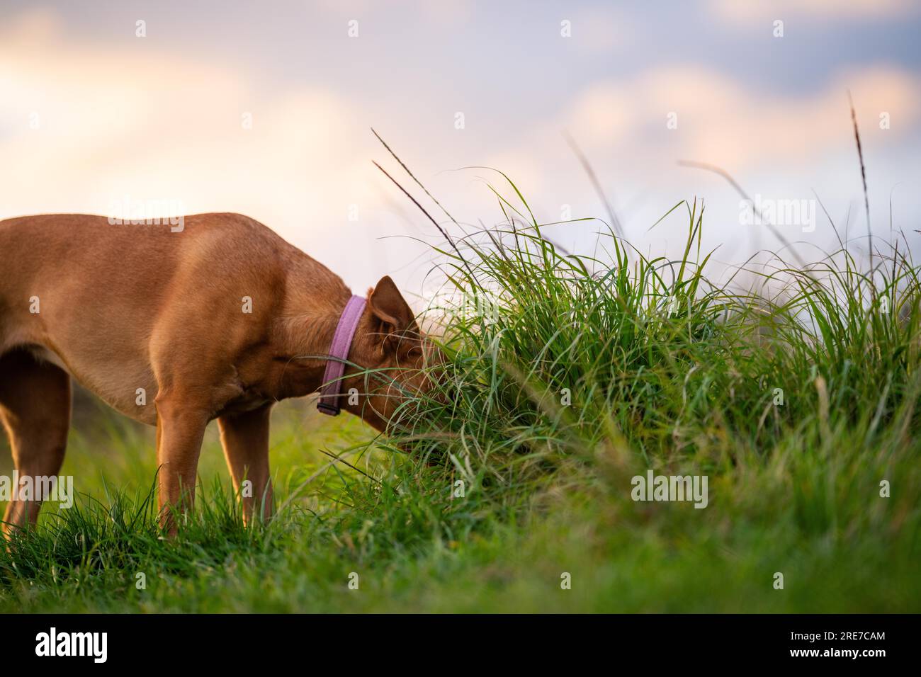 Native plants grazing australia hi-res stock photography and images - Alamy
