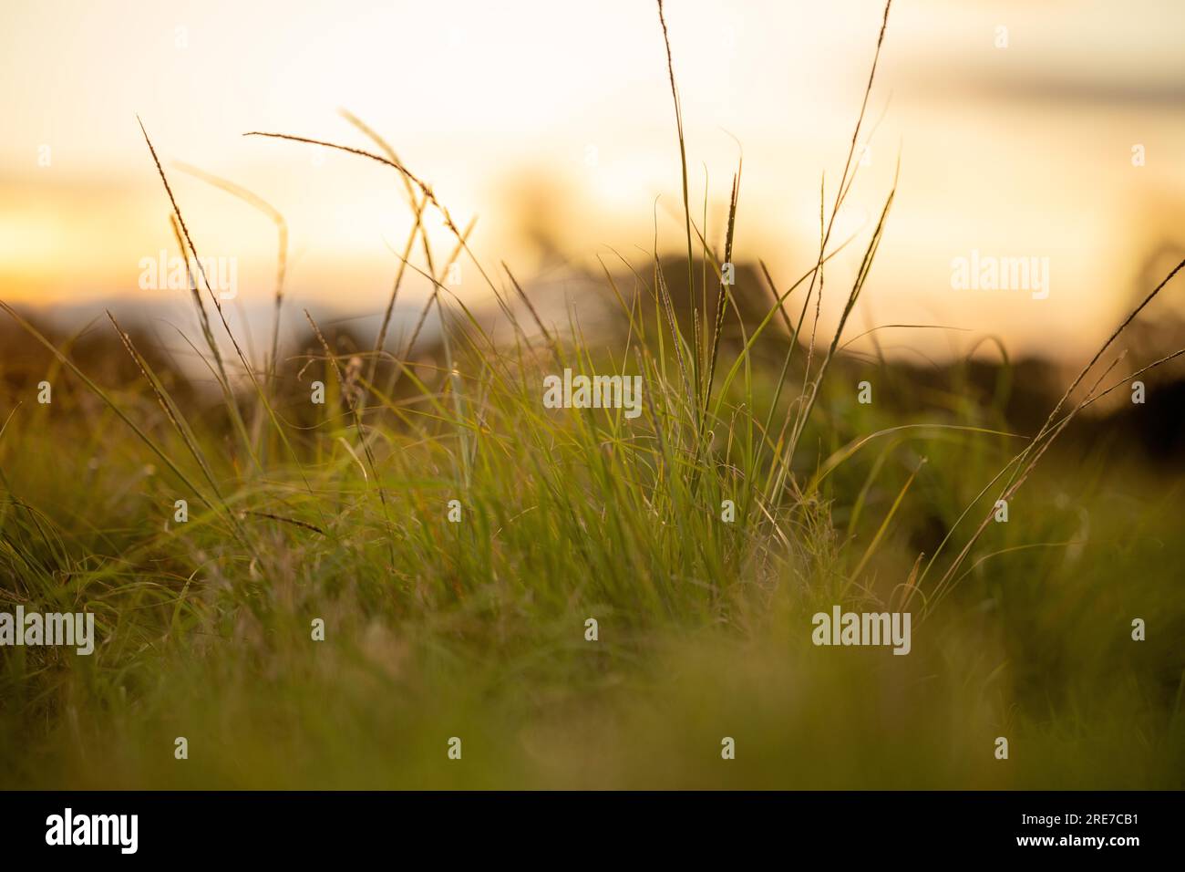 Native plants grazing australia hi-res stock photography and images - Alamy