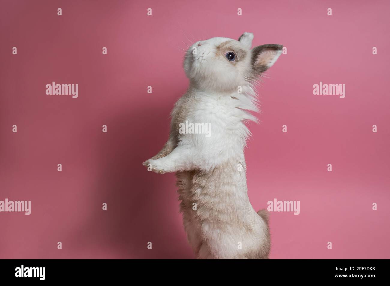 Portrait of a cute gray-white rabbit standing on its hind legs on a ...