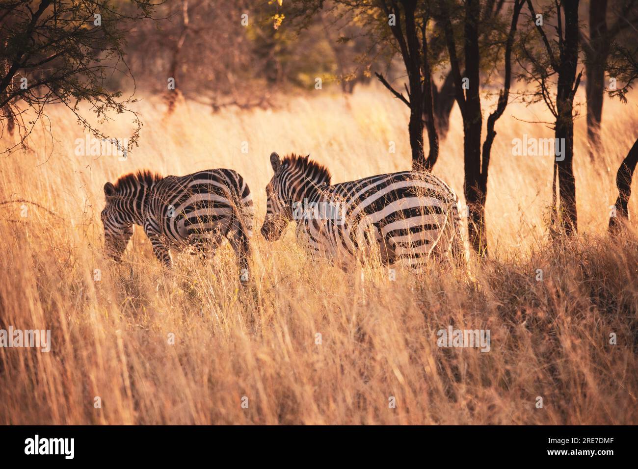 Zebra wildebeest in serengeti hi-res stock photography and images - Alamy