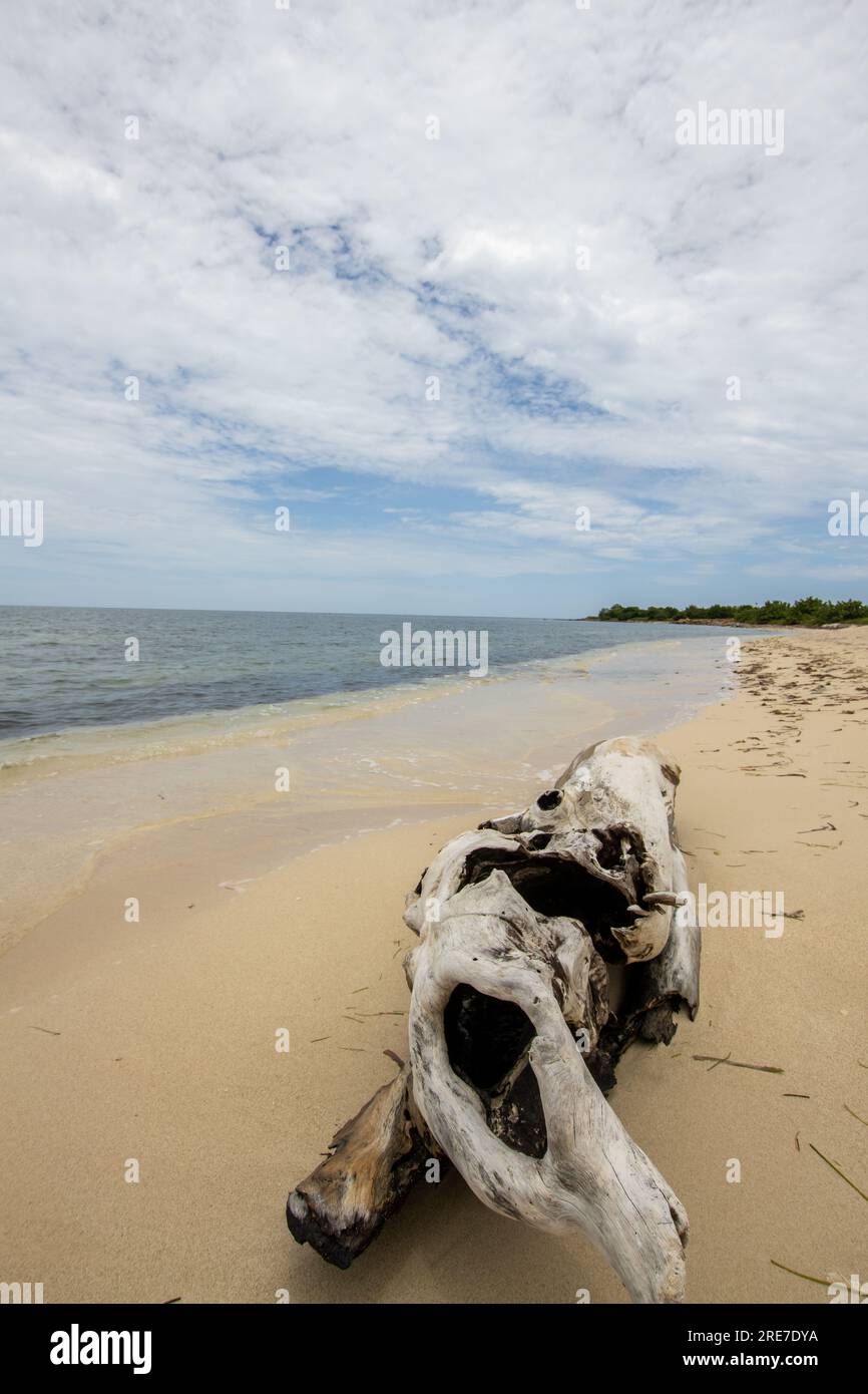 Wooden log by the sea on Caribbean beach with crystal clear sea and ...