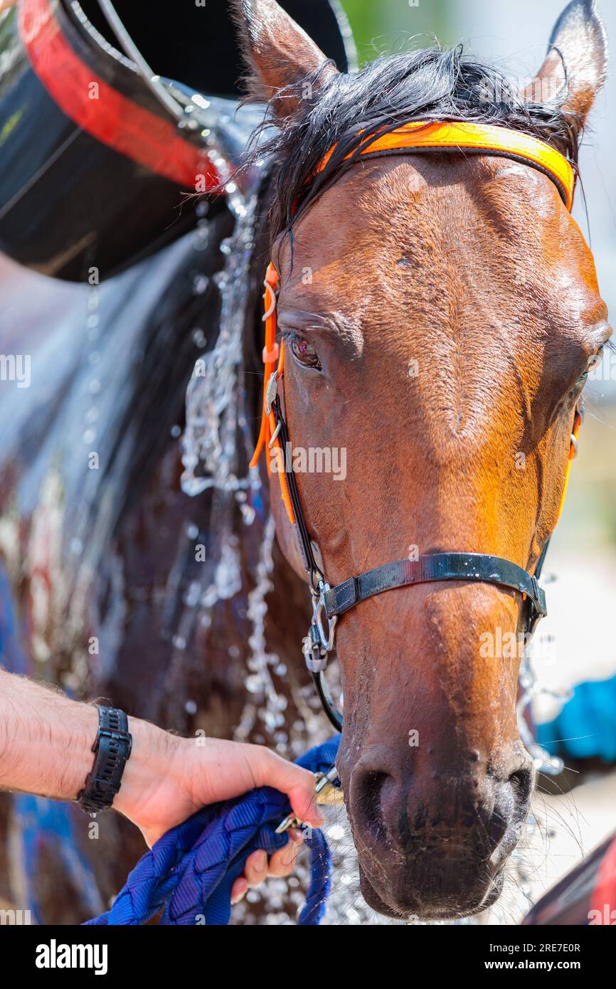 Cold water is poured on the horse to restore strength and pulse. Body ...
