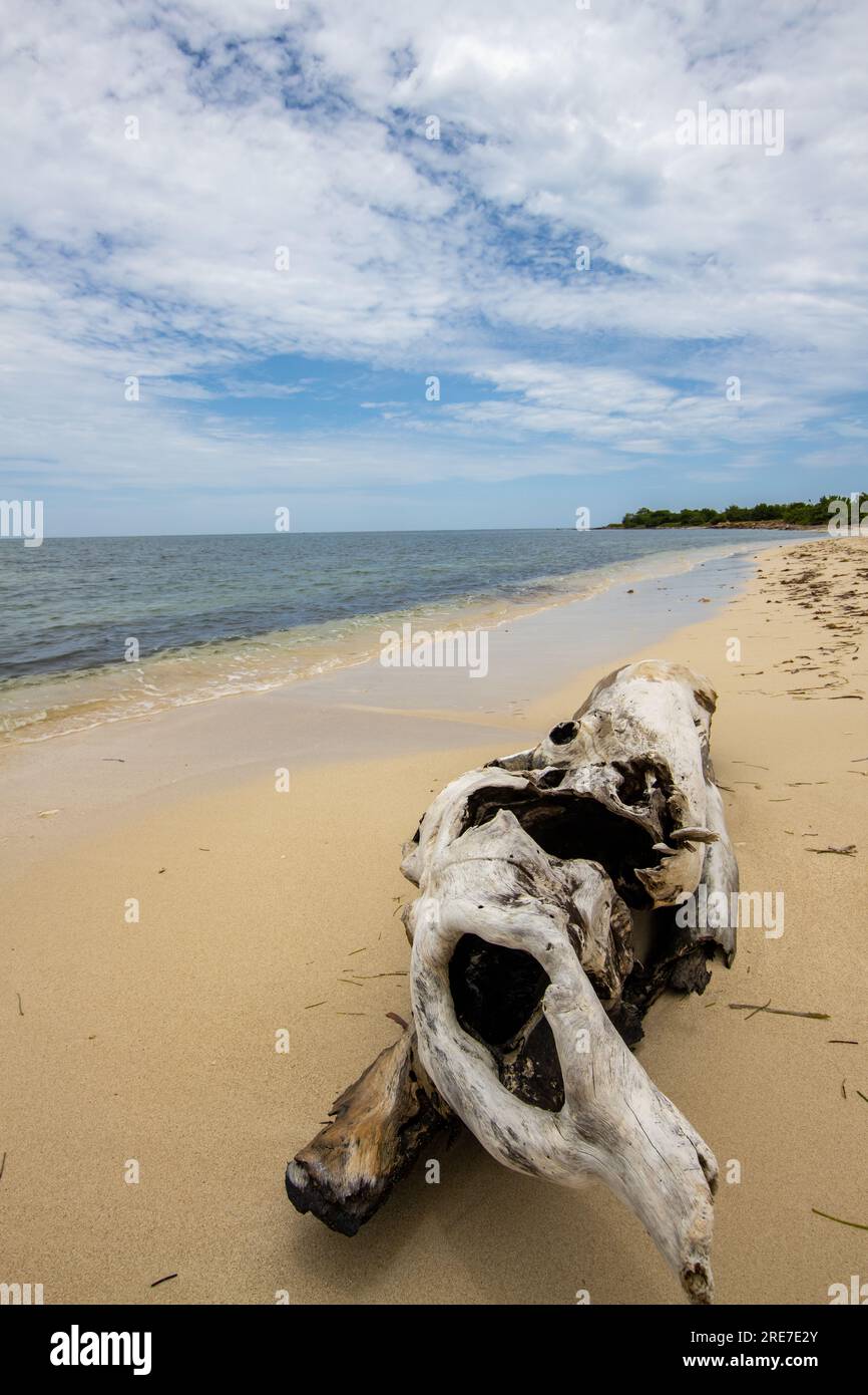 Wooden log by the sea on Caribbean beach with crystal clear sea and ...