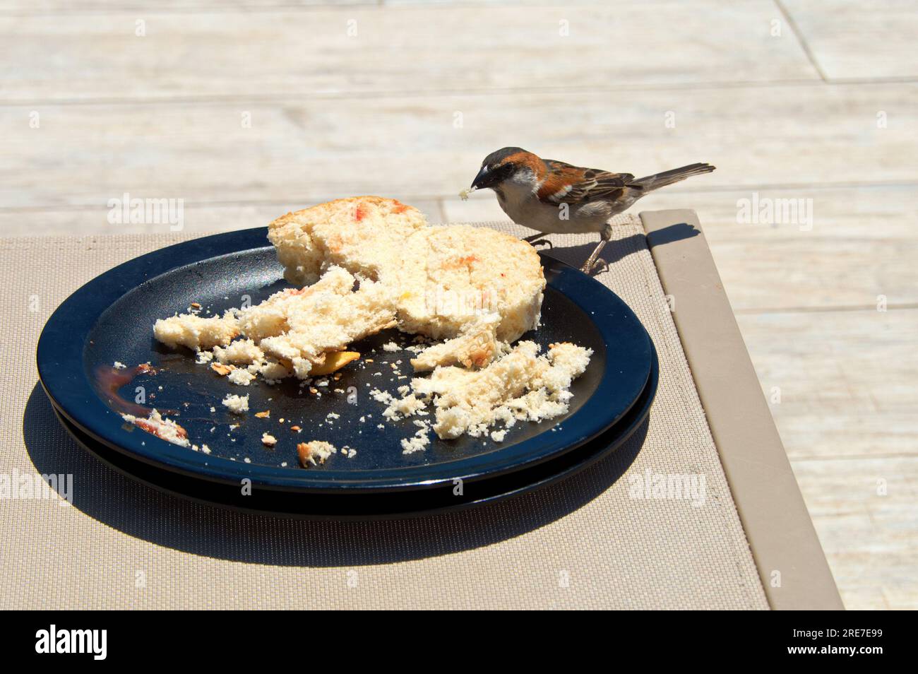 Sparrow bird bread eat hi-res stock photography and images - Alamy