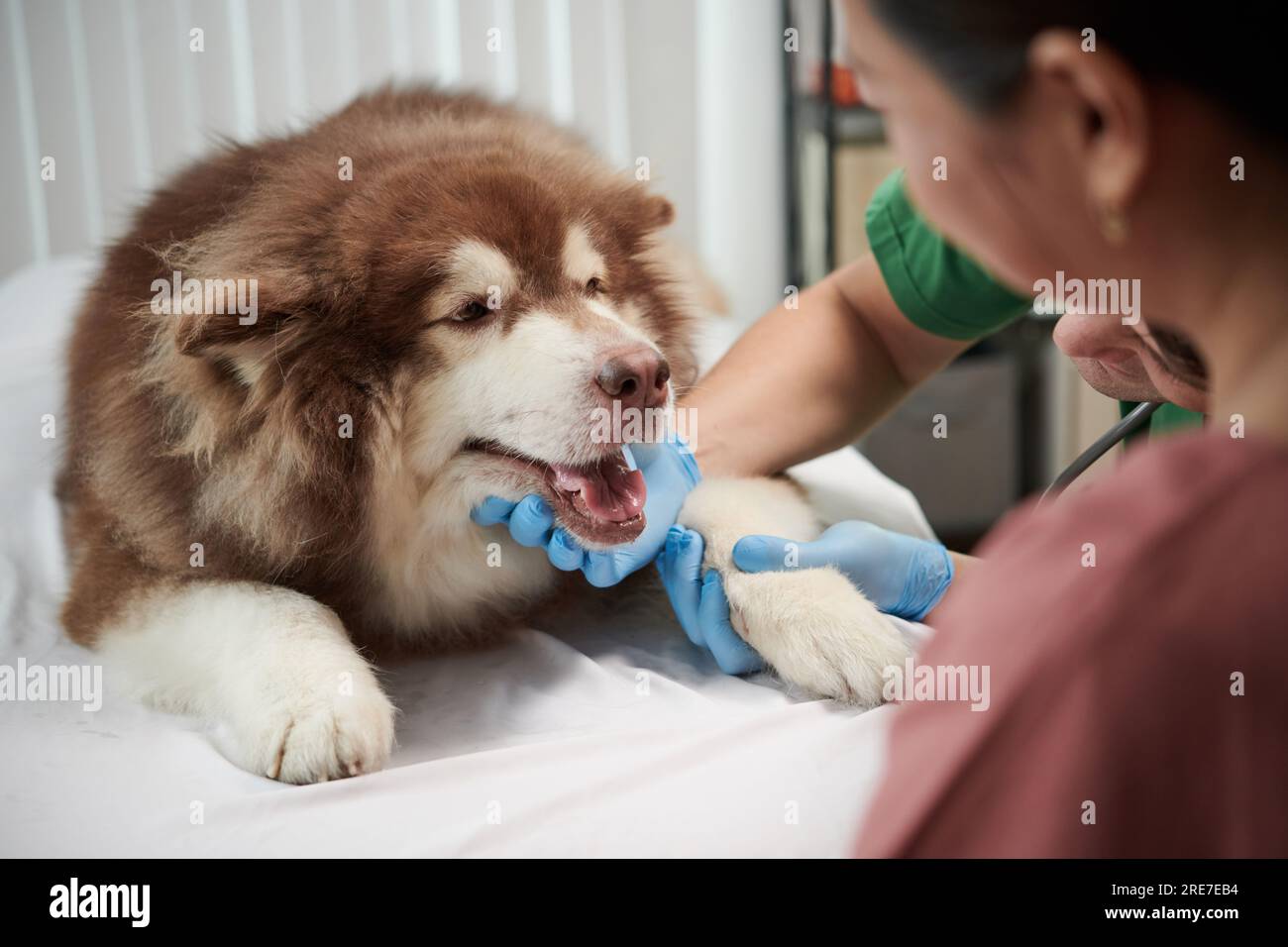 Veterinarian asking samoyed dog to open mouth so he could examine teeth ...