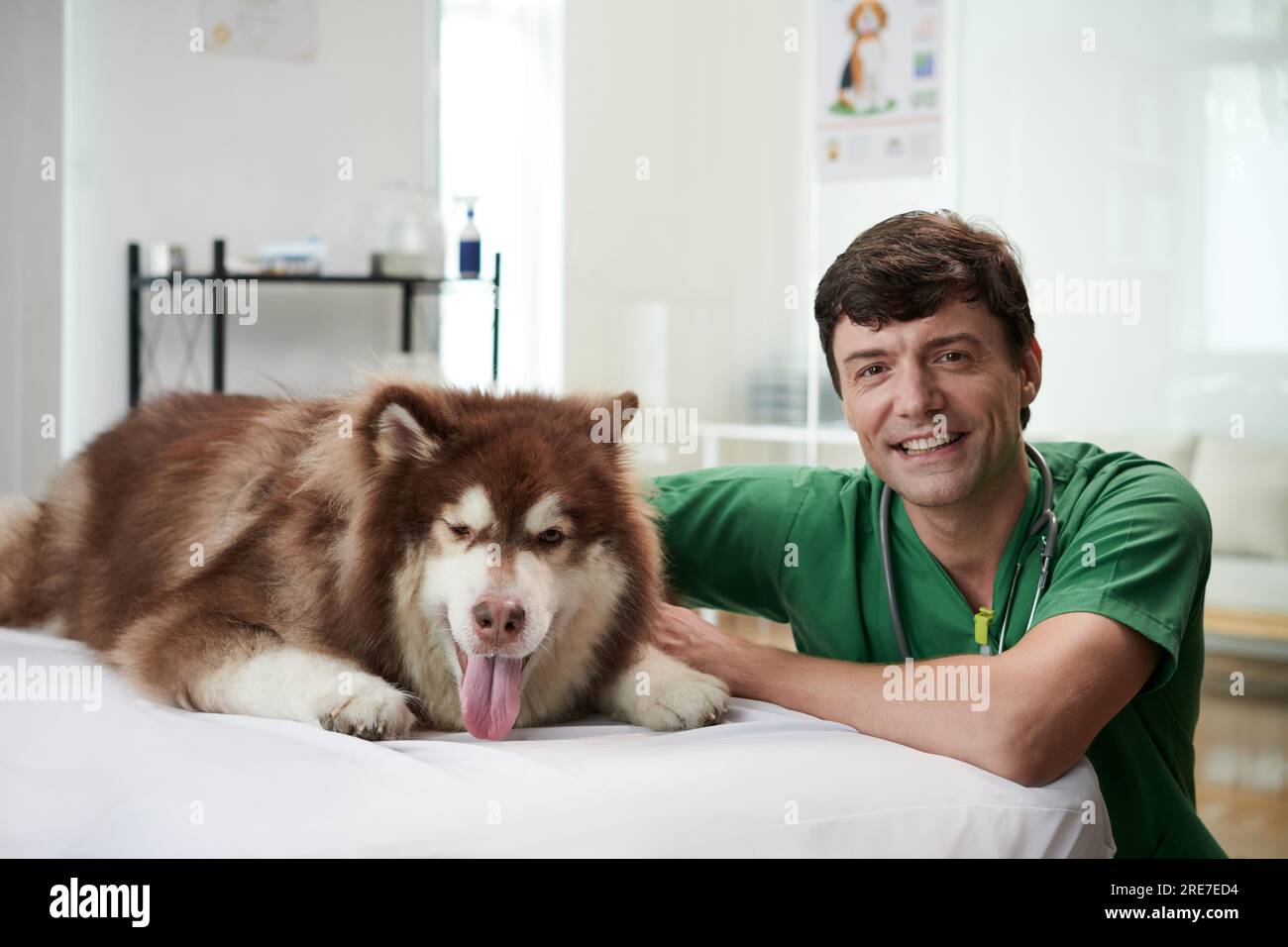Happy veterinarian and his fluffy patient in doctors office Stock Photo ...