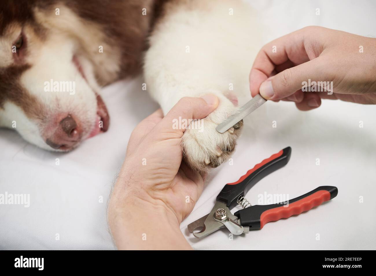Closeup image of groomer filing nails of big dog Stock Photo - Alamy