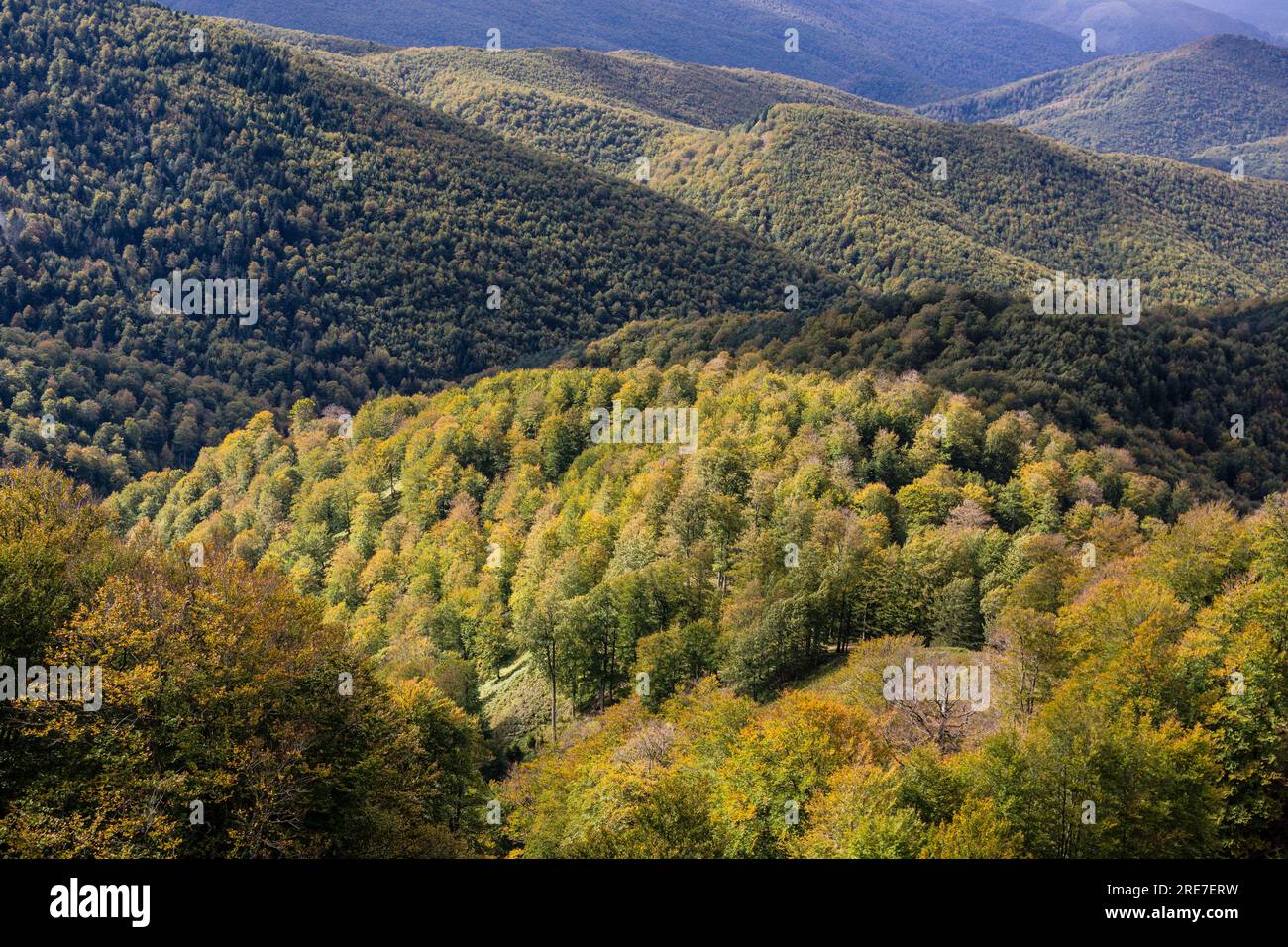 Templo de la selva hi-res stock photography and images - Alamy