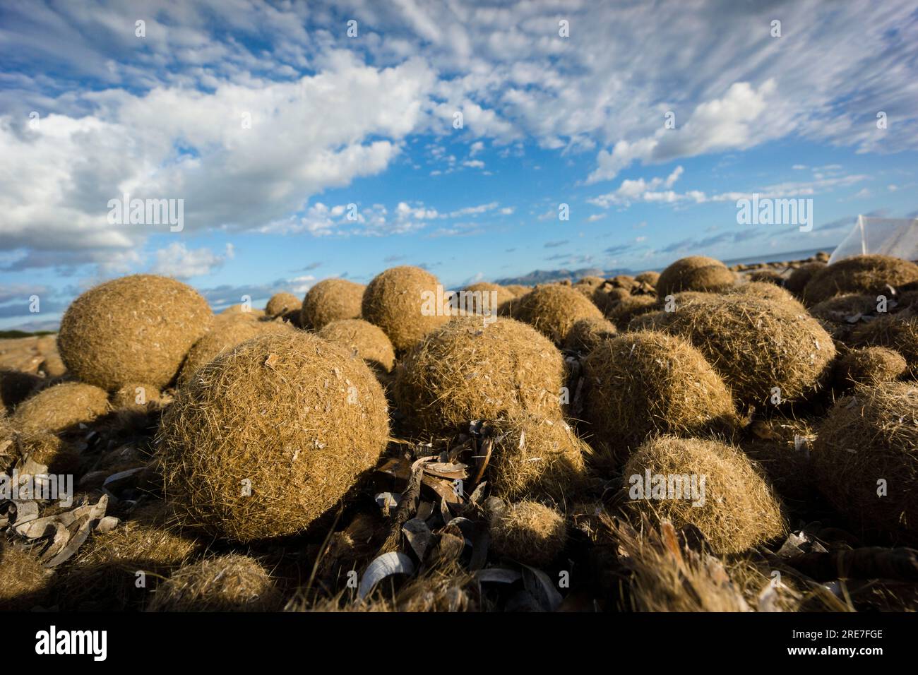 bolas de posidonia, playa de Es Dolç, dunas de Son Real, bahia de ...