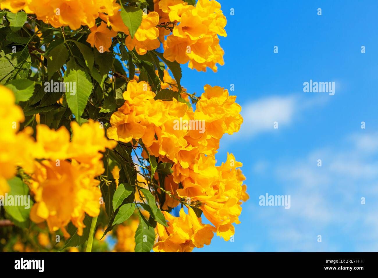 Tecoma stans yellow flowers closeup, yellow trumpetbush, yellow bells ...