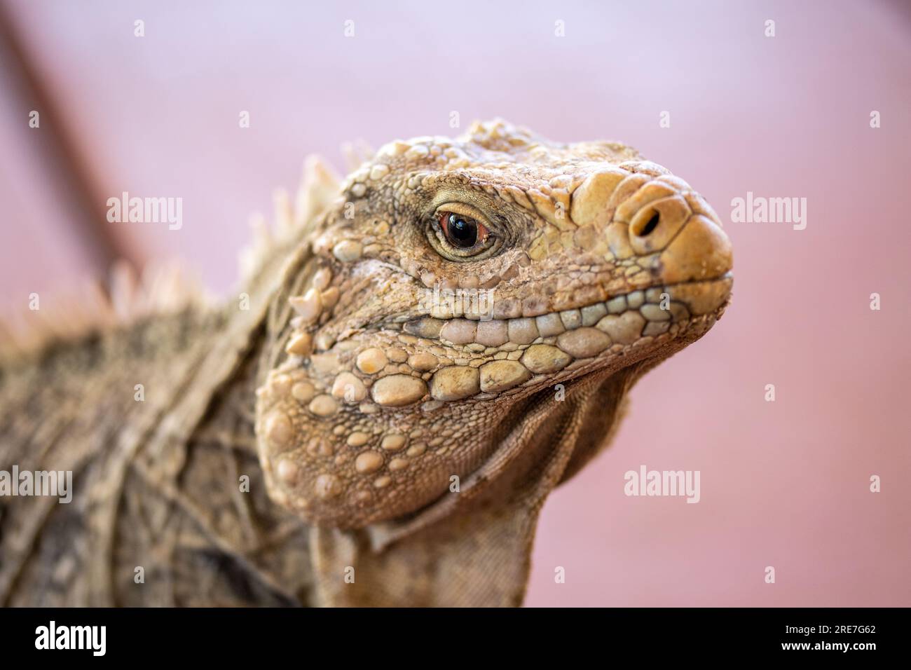 Cuban Iguana in detail of the snout, marine reptiles on a beach in Cuba ...