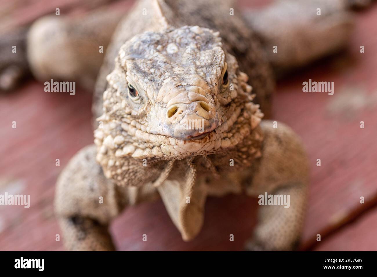 Cuban Iguana in detail of the snout, marine reptiles on a beach in Cuba ...