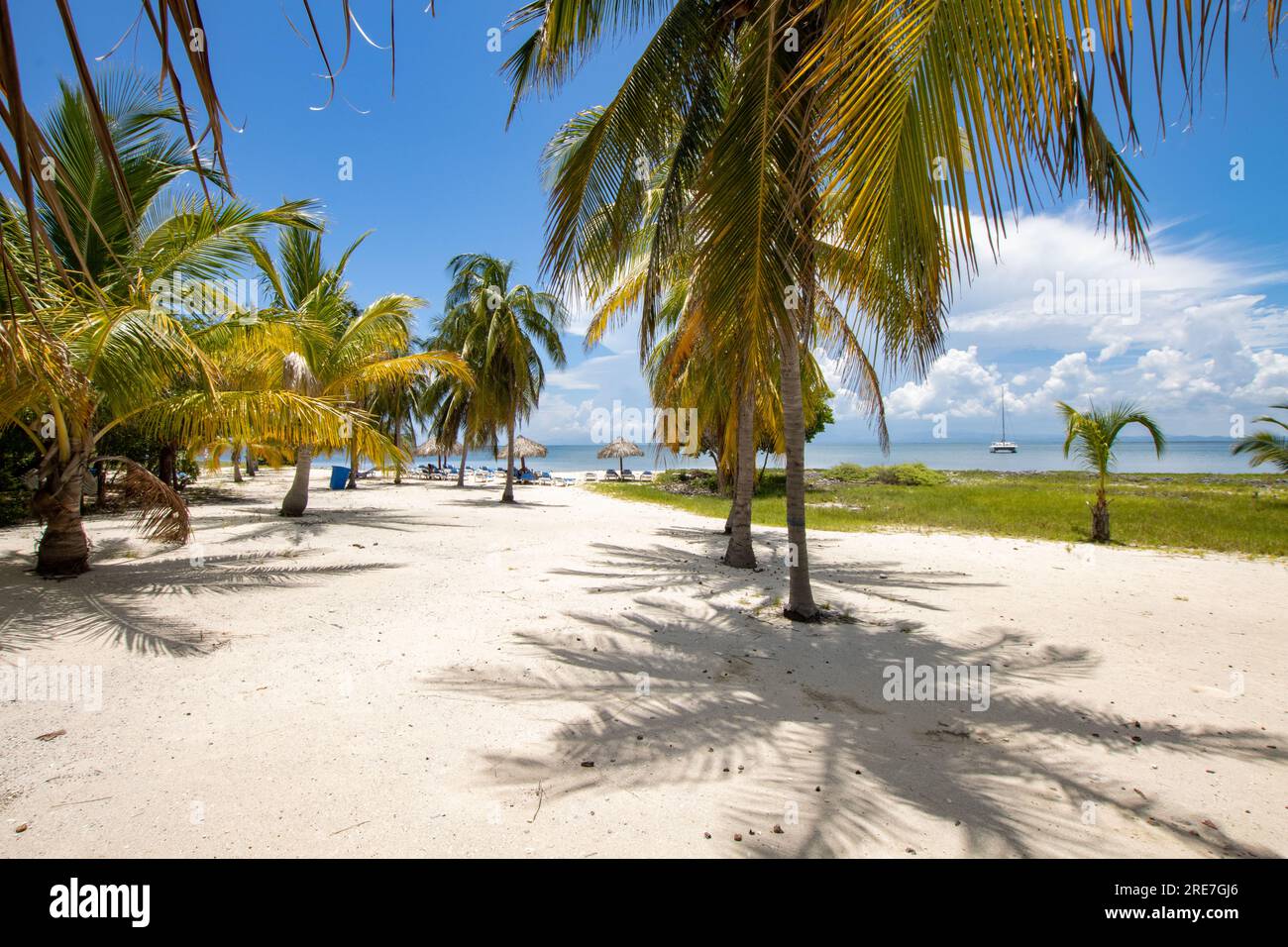 Caribbean beach with fine white sand, clear sea and coconut trees ...