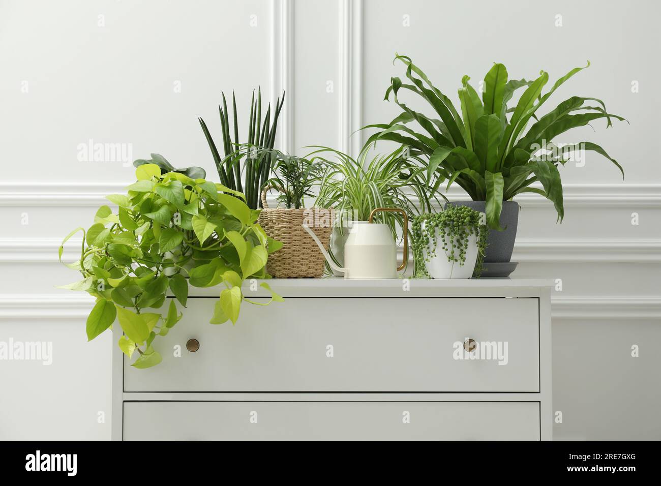 Green potted houseplants on chest of drawers near white wall Stock ...