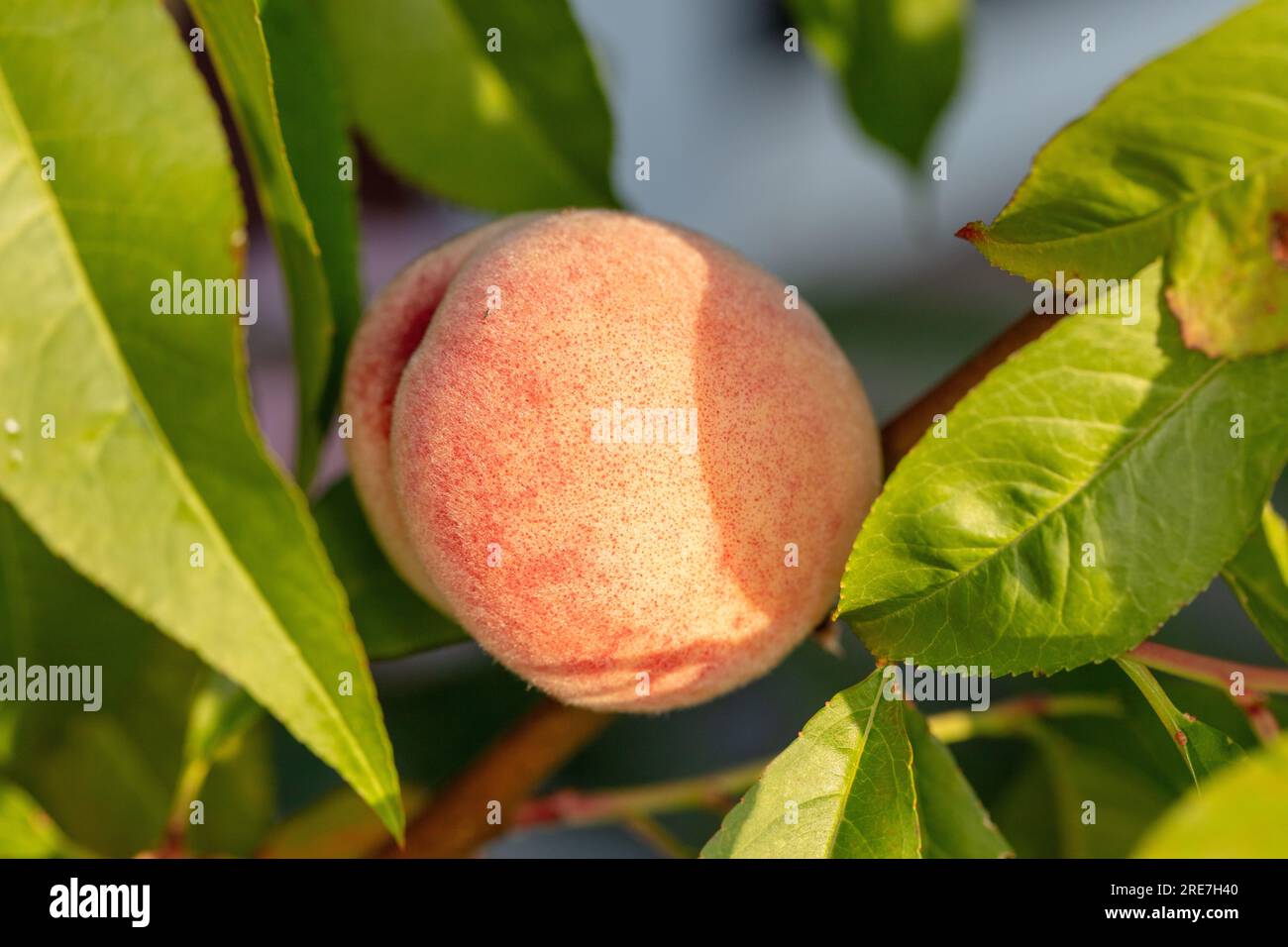 Ornamental peach tree hi-res stock photography and images - Alamy