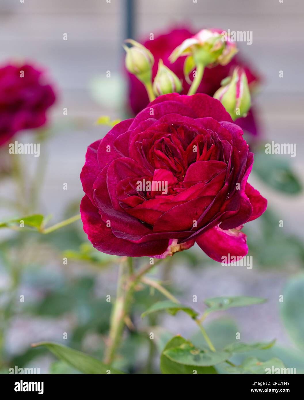 Munstead wood hi-res stock photography and images - Alamy