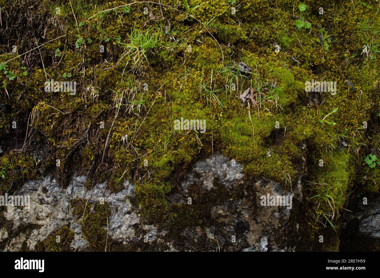 Rock overgrown hi-res stock photography and images - Alamy