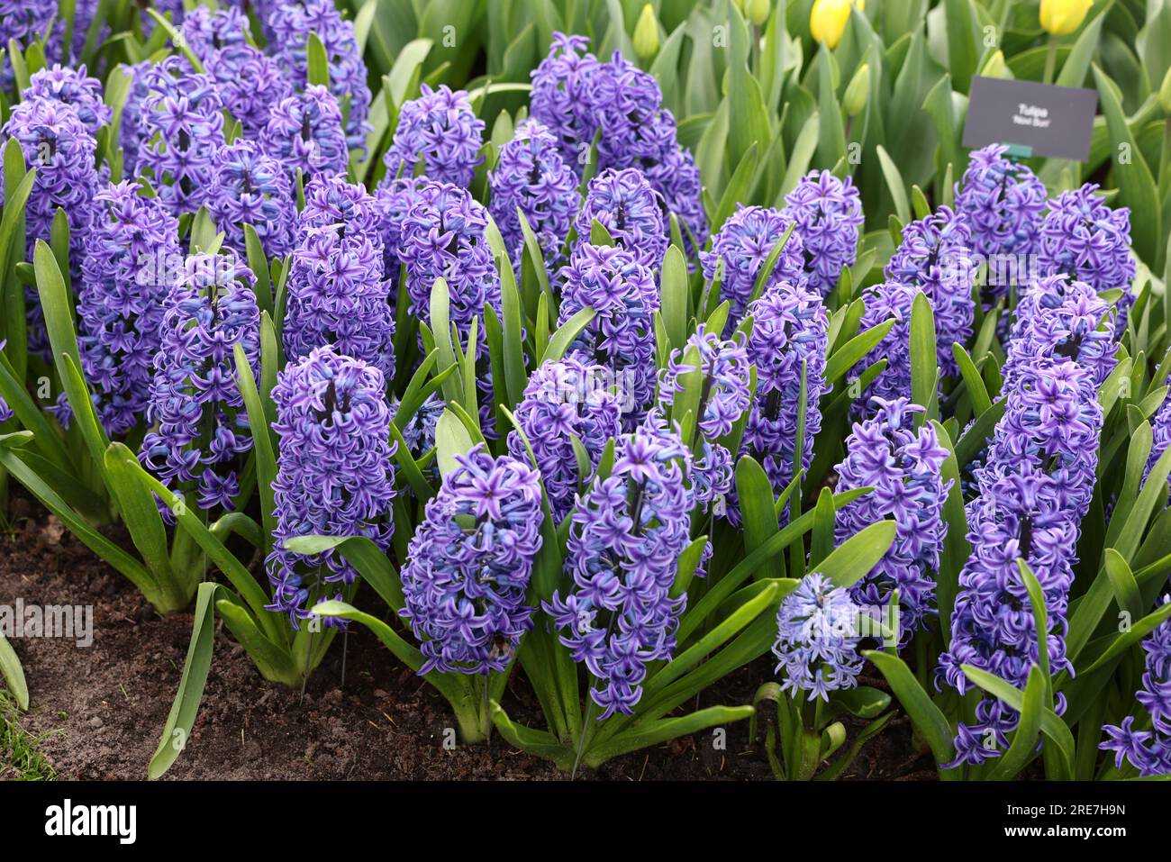 Beautiful hyacinth flowers growing outdoors, closeup view Stock Photo ...