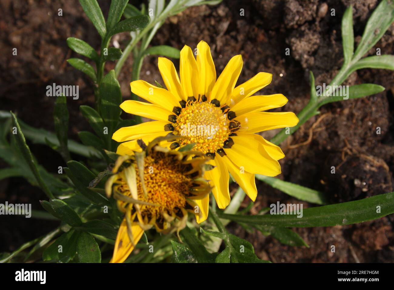 Yellow Cockscomb Gazania (Gazania pectinata) with black spotted petals ...