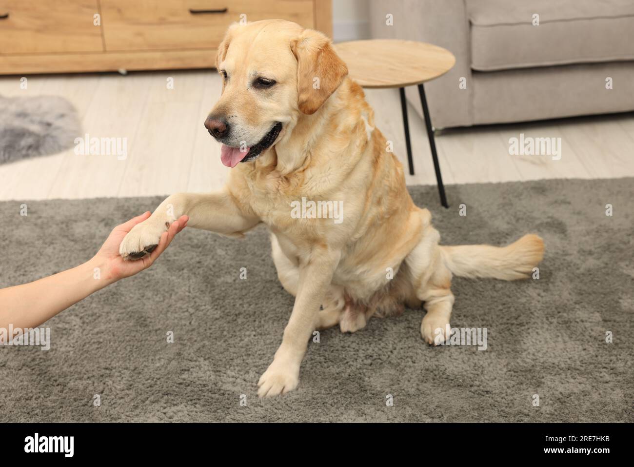 Labrador giving paw hi-res stock photography and images - Alamy