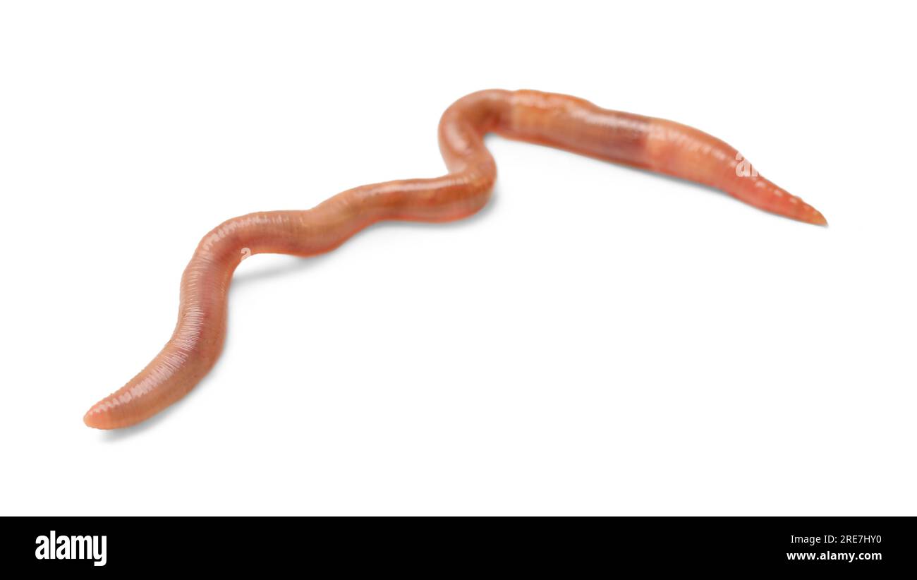 One earthworm isolated on white. Terrestrial invertebrates Stock Photo ...
